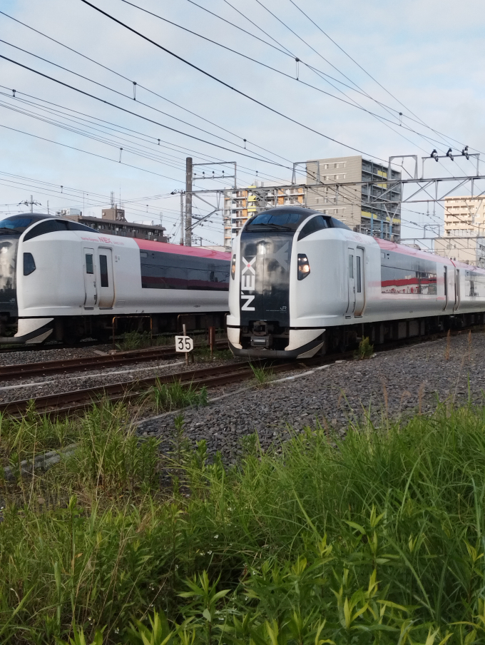 JR東日本E259系電車 成田エクスプレス 佐倉駅 鉄道フォト・写真 by 塩化ナトリウムさん | レイルラボ(RailLab)