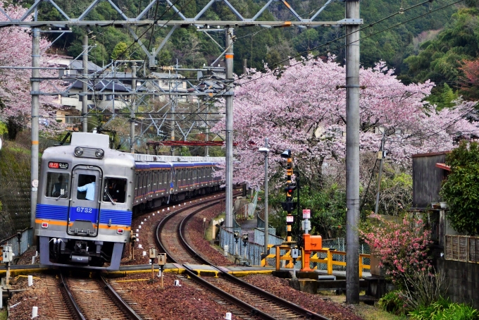 南海電鉄 南海6000系電車 6732 紀見峠駅 鉄道フォト・写真 by papaさん | レイルラボ(RailLab)