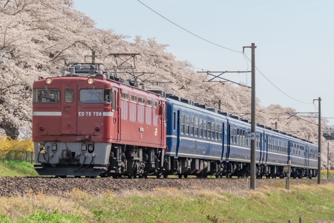 JR東日本 国鉄ED75形電気機関車 花めぐり号 ED75 758 船岡駅 (宮城県) 鉄道フォト・写真 by shingenさん | レイル ...