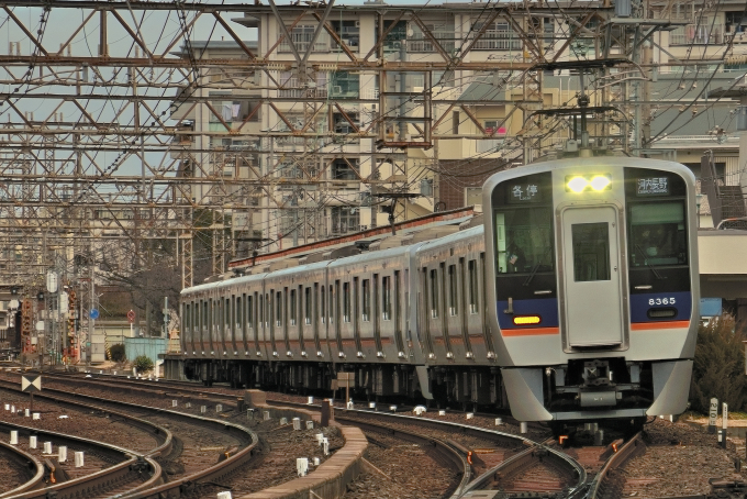 南海電鉄 南海8300系電車 8365 住吉東駅 鉄道フォト・写真 by 丹波篠山さん | レイルラボ(RailLab)