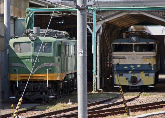 JR東日本 国鉄EF58形電気機関車 EF58 93 と EF60 510 大宮駅 鉄道フォト・写真 by 鉄道のお爺さんさん | レイルラボ(RailLab)