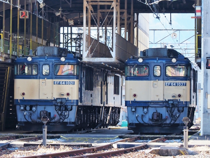 JR貨物 国鉄EF64形電気機関車 EF64-1021 塩尻機関区篠ノ井派出 鉄道フォト・写真 by 長ナノさん | レイルラボ(RailLab)