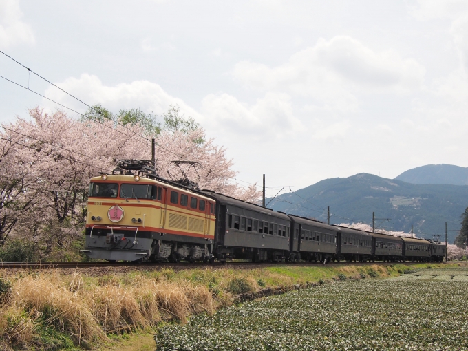 大井川鐵道 大井川鉄道E31形電気機関車 ELかわね号 E34 抜里駅 鉄道フォト・写真 by FM-805Dさん | レイルラボ(RailLab)