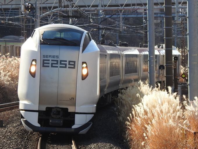 JR東日本E259系電車 クロE259-11 東戸塚駅 鉄道フォト・写真 by 鉄レコさん | レイルラボ(RailLab)